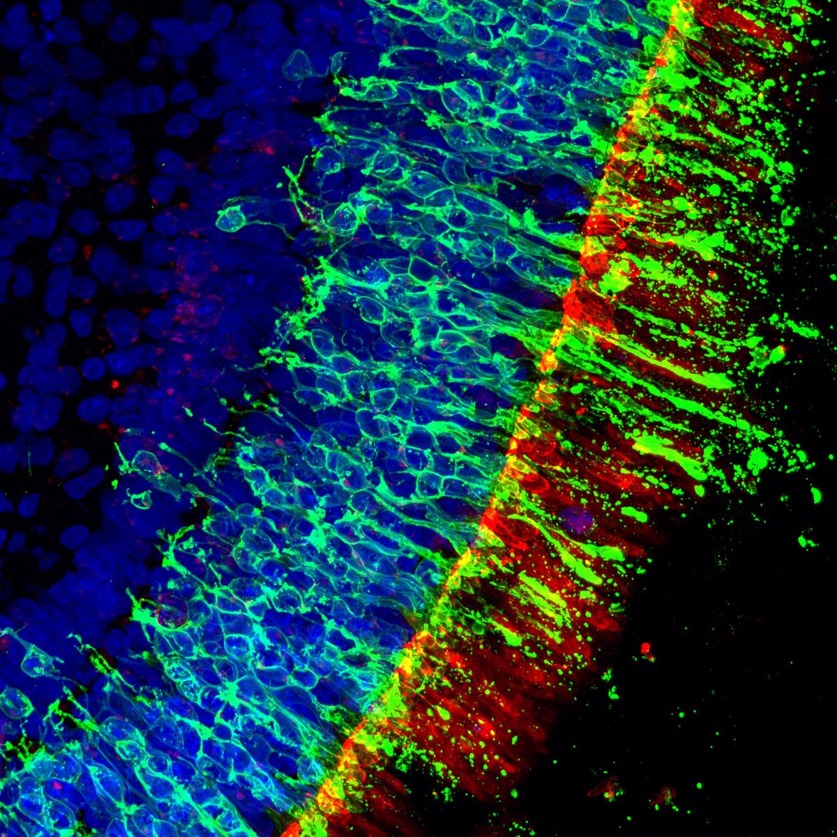 Media & Downloads: IOB